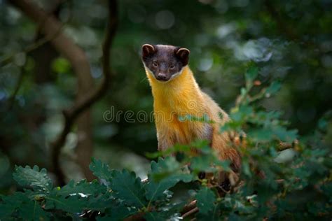 Yellow Throated Marten Martes Flavigula In Tree Forest Habitat