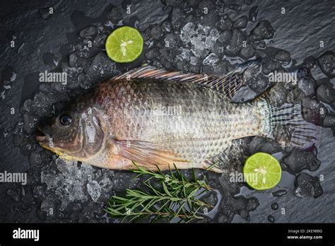 Fresh Raw Tilapia Fish From The Tilapia Farm Tilapia With Ice On Dark