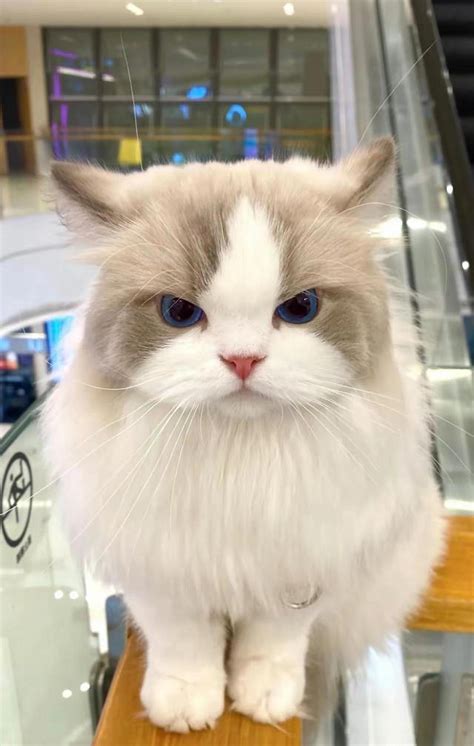 “最受欢迎”的6种猫咪，有你喜欢的猫吗？