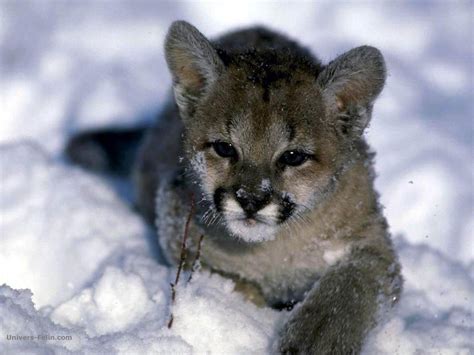 Cute Baby Puma Photos