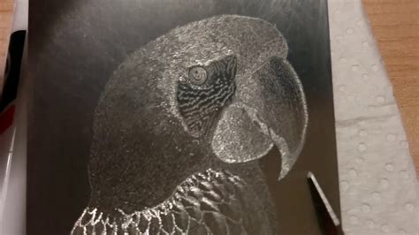Bulino Engraving Parrot Youtube