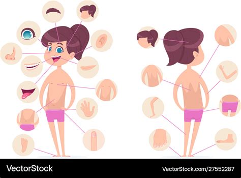Girl Body Parts Female Anatomy Biology Human Head Vector Image