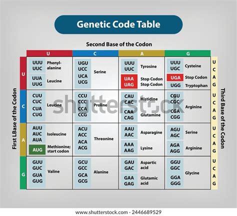 Genetic Code Table Vector Illustration Stock Vector Royalty Free