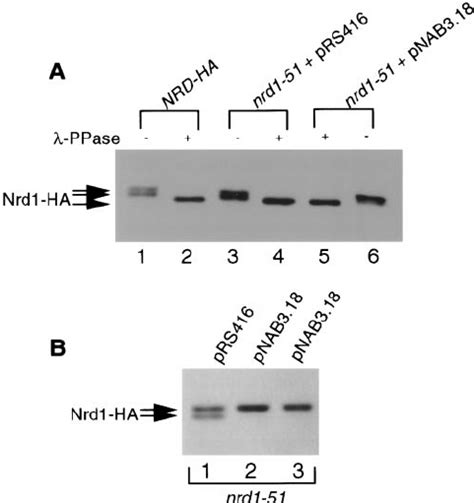 Nab3 Temperature Sensitive Alleles A Schematic Representation Of Download Scientific Diagram