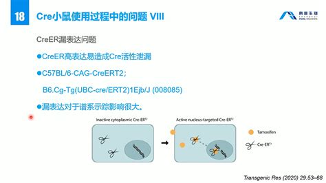 Cre loxP系统介绍及使用问题 哔哩哔哩