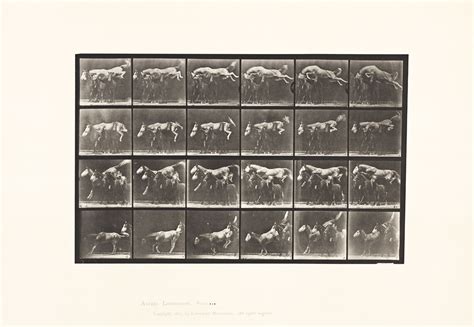 Eadweard Muybridge A Selection Of 5 Plates From The Pioneering Motion