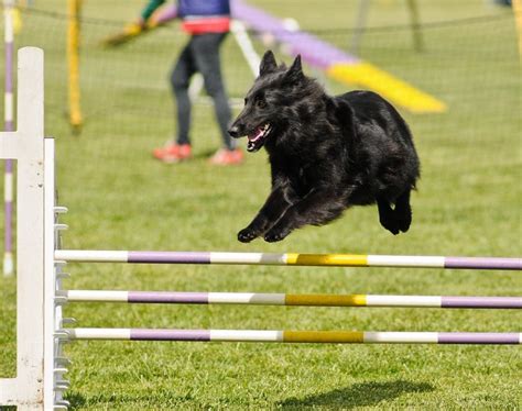 Agility Training For Herding Dogs Belgian Shepherd Agility Training