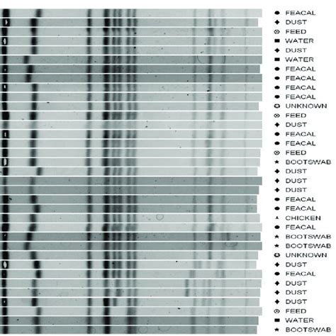 dendrogram showing the genetic similarity among the pfge profiles of