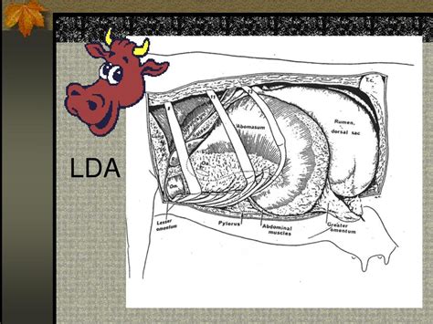 Ppt Abomasum Powerpoint Presentation Free Download Id267403