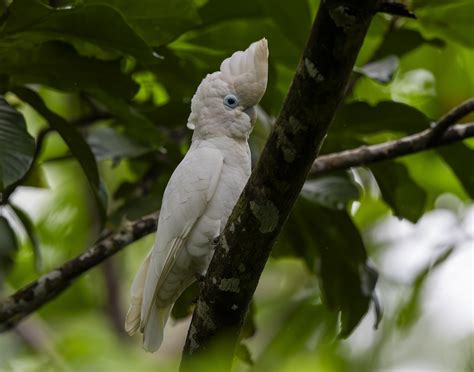 Ml642006993 Solomons Corella Macaulay Library
