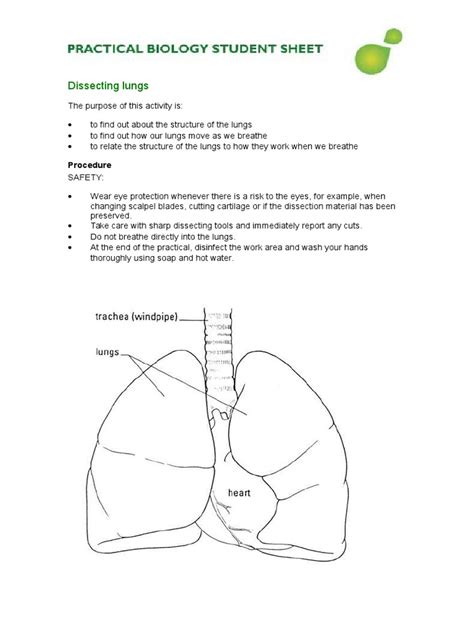 Lung Work Sheet Pdf Lung Thorax