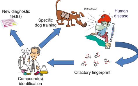 Dog Olfactory Receptors