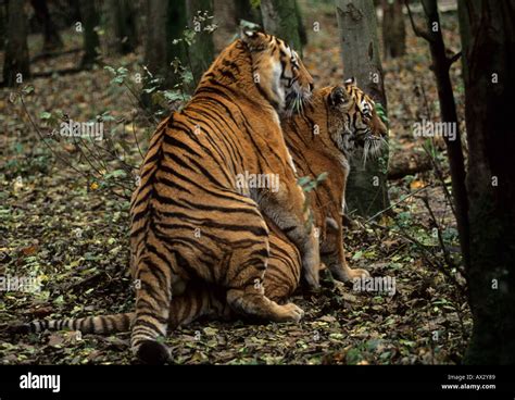 Tigers Mating Hard