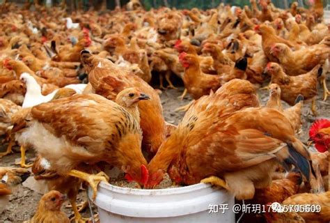 鸡拉稀是什么原因造成的 鸡拉稀怎么办 鸡拉稀是什么原因 知乎