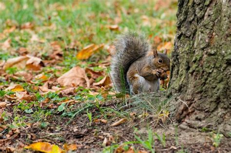 Premium Photo Squirrel On Tree