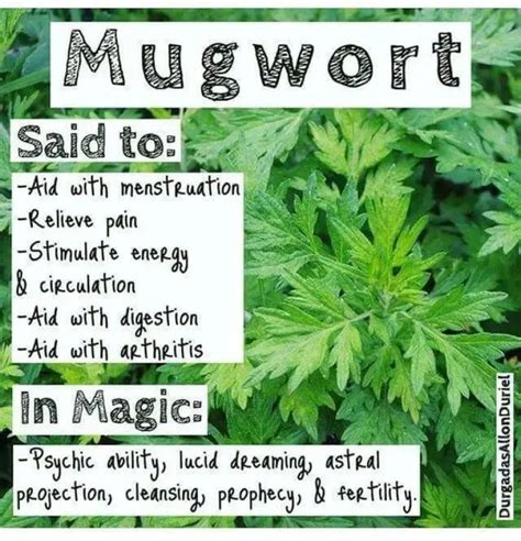 Hardy Mugwort Seeds For Planting 500 Seeds