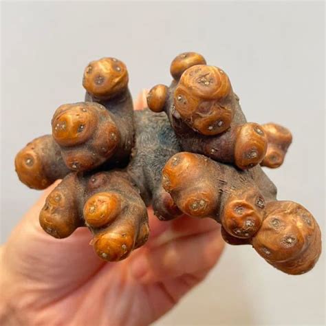 Yahooオークション 新着 希少種 現地球 オトンナ カカリオイデス Ot