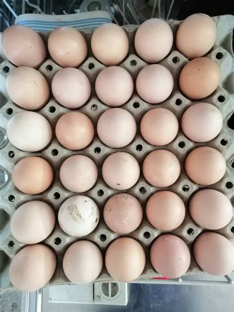 Кокоши яйца Кокошки Пилета Селскостопански животни Плевен Продава пресни яйца от дома