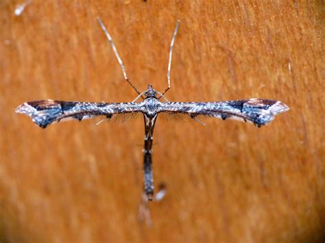 Bens Birding Blog Moth Catch Up