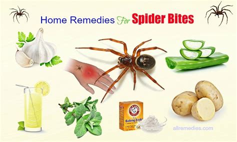 Symptoms And 24 Home Remedies For Spider Bites Itching On Face And Arm