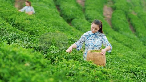 采茶合集3840x2160高清视频素材下载编号5513049实拍视频光厂vj师网