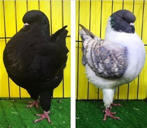 더쿠 품종견 품종묘 보다 더한 서양의 품종 개량된 관상용 비둘기