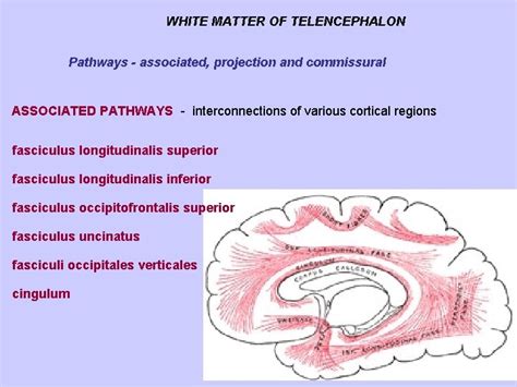 Telencephalic Cortex Nomenclature Paleocortex Archicortex Allocortex