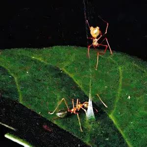 New Spider Species Feeds Exclusively On One Specific Ant Species Using