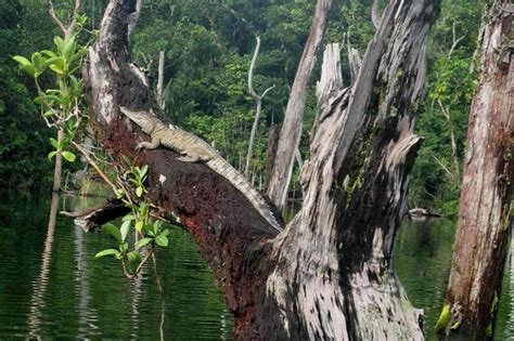 Can Alligators Climb Trees Amazing Facts Revealed Nature And