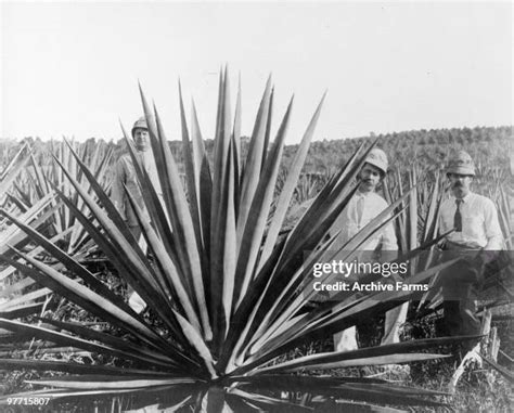 Sisal Hemp Photos And Premium High Res Pictures Getty Images