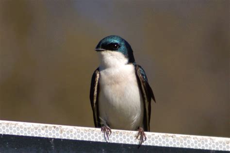 Tree Swallow BirdForum