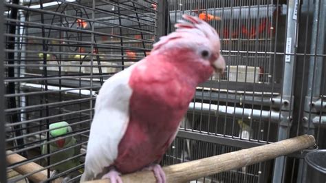 モモイロインコルチノー PETSUN CO LTD YouTube
