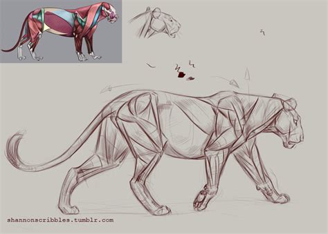 Week 5 Big Cat Muscle Demo Lion Anatomy Anatomy Drawing Anatomy Art