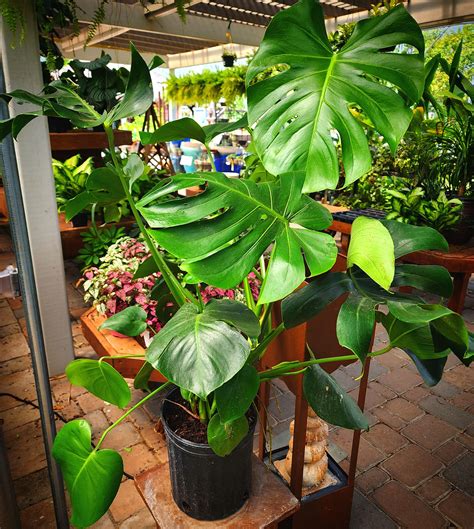 Monstera Ilse Morquecho Flickr