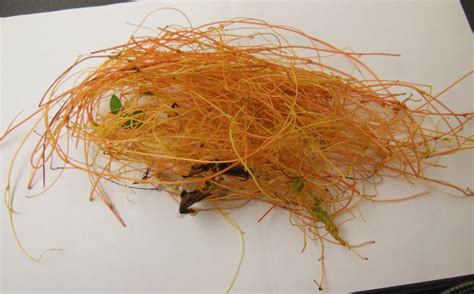 How To Control Dodder Aquaplant Management Of Pond Plants And Algae