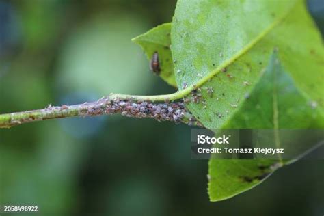 Pear Grass Aphid And A Ladybug Larva Hunting For Them A Colony Of Wingless Insects On Pear Leaf