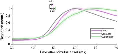 Columnar Processing Of Border Ownership In Primate Visual Cortex Elife