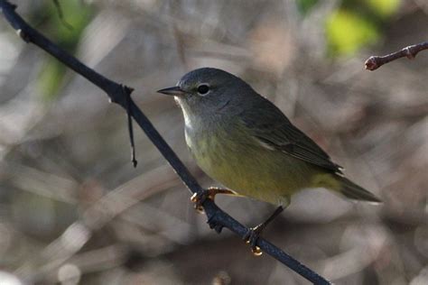 Golden Crowned Sparrow And Orange Crowned Warbler Chesapeake Farms