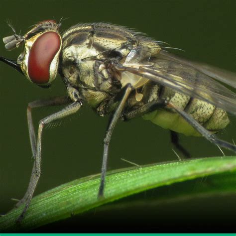 Hermetia Illucens Mosca Soldado Negra Black Soldier Fly