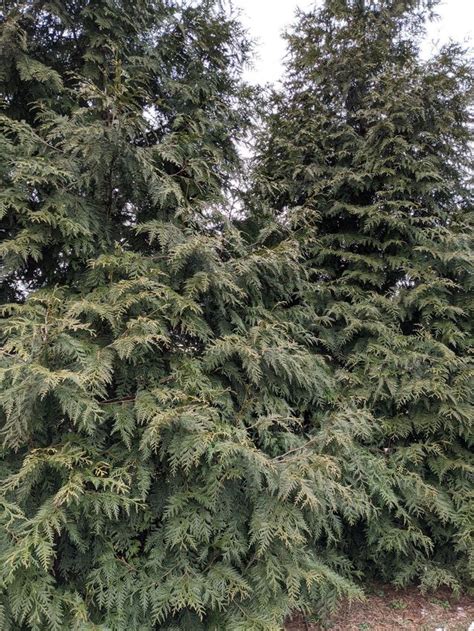 Robust Single Image Tree Diameter Estimation With Mobile Phones