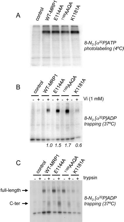 8 Azido 32 P Atp Photolabeling And Vanadate Dependent 8 Azido 32