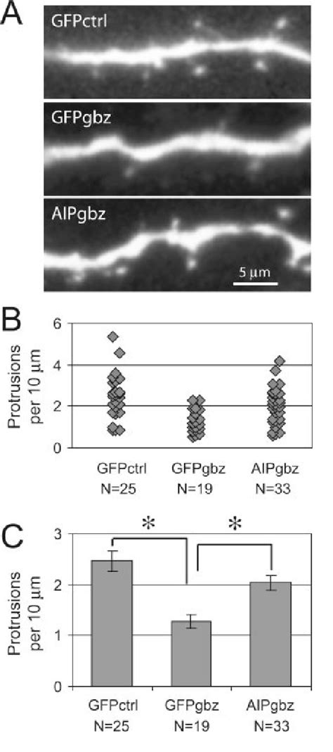 Figure 1 From Role Of Cacalmodulin Dependent Protein Kinase Ii In