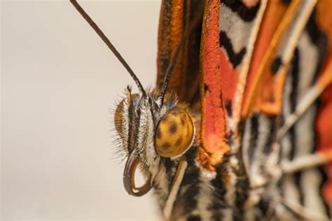 레오 파 드 Lacewing 오렌지 화이트와 블랙 아름 다운 패턴 나비 슈퍼 닫기 매크로 촬영 나비의 코 최대 총 세로 안테나와 그것의 입에 올리고는 0명에 대한 스톡 사진