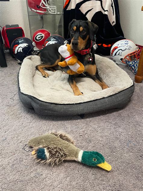 Since Everyone Seemed To Like Kirby Prepping For The Ducks Last Week And We Won By A Million