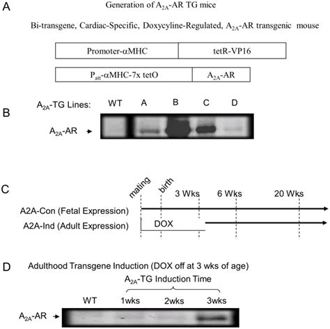 Mice With Constitutive And Controlled Overexpression Of A2a R Were Download Scientific Diagram