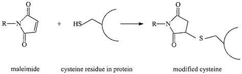reaction of a thiol with a maleimide download scientific diagram