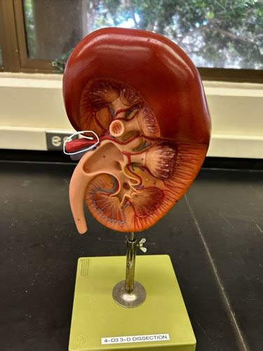 Urinary System Flashcards Quizlet