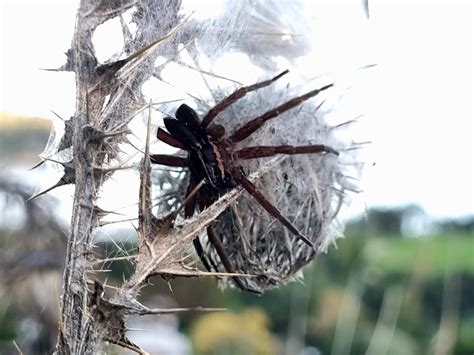 The Real Spider Behind Charlottes Web And Why It Was So Unusual