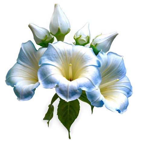 Download Magical Moonflower Png 06252024