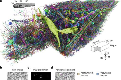New Model Of Neuronal Circuit Provides Insight On Eye Movement